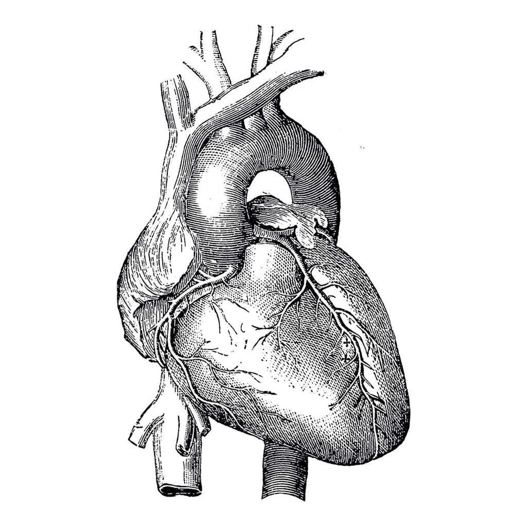 🤍 Realistic Heart Temporary Tattoo | Tempo Tattoo