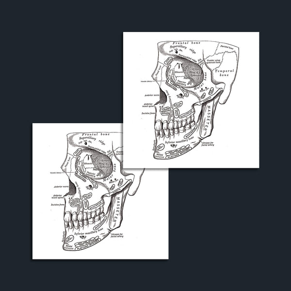 💀 Half Skull Classic Temporary Tattoo | Tempo Tattoo