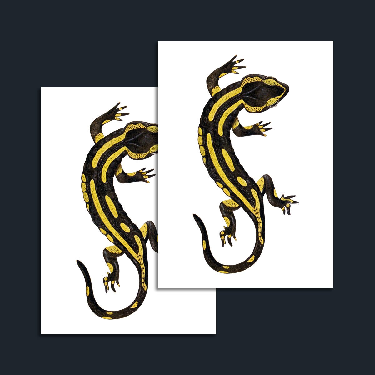 Salamander Tattoo Designs